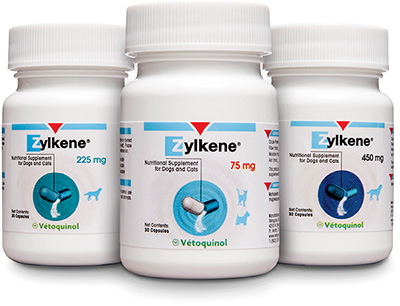 Zylkene For Dogs | Veterinary Place