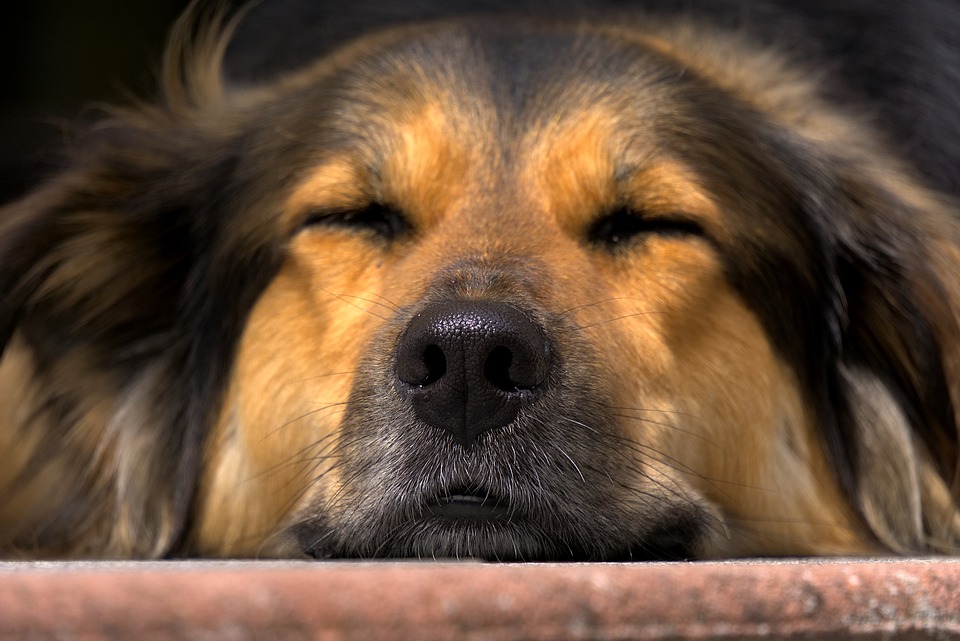 Buprenorphine For Dogs | Veterinary Place